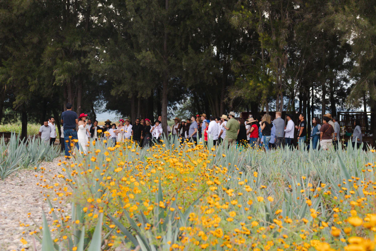 MagueyToken ® | Inversiones en Maguey y Mezcal en México