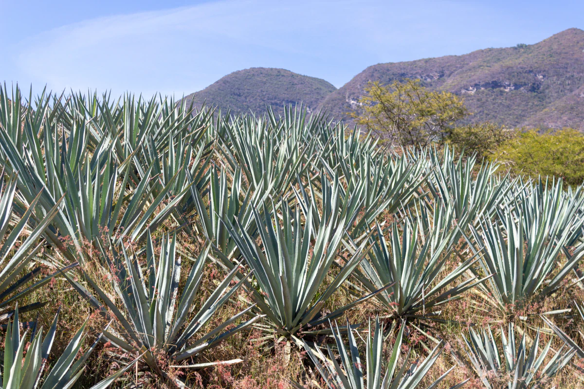 MagueyToken ® | Inversiones en Maguey y Mezcal en México
